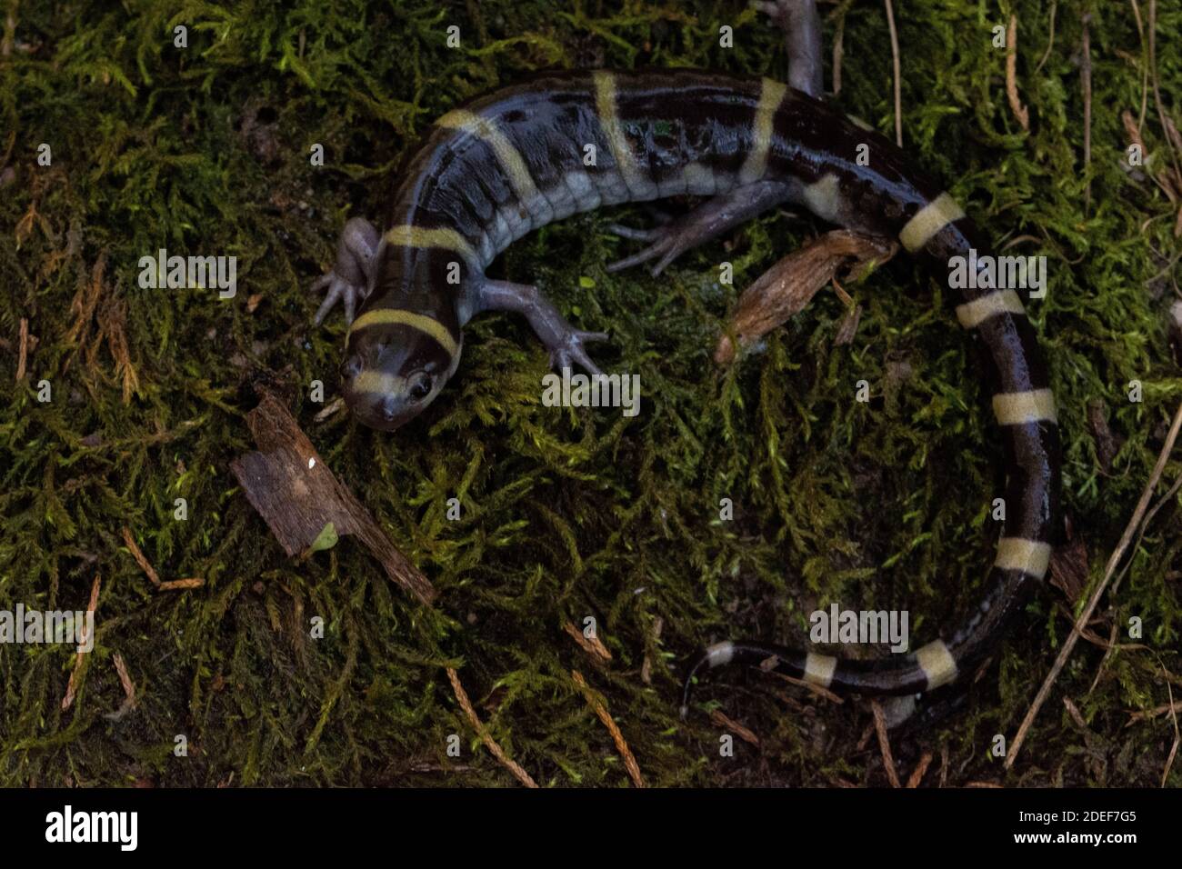 An adult male Ringed Salamander (Ambystoma annulatum) at a breeding ...
