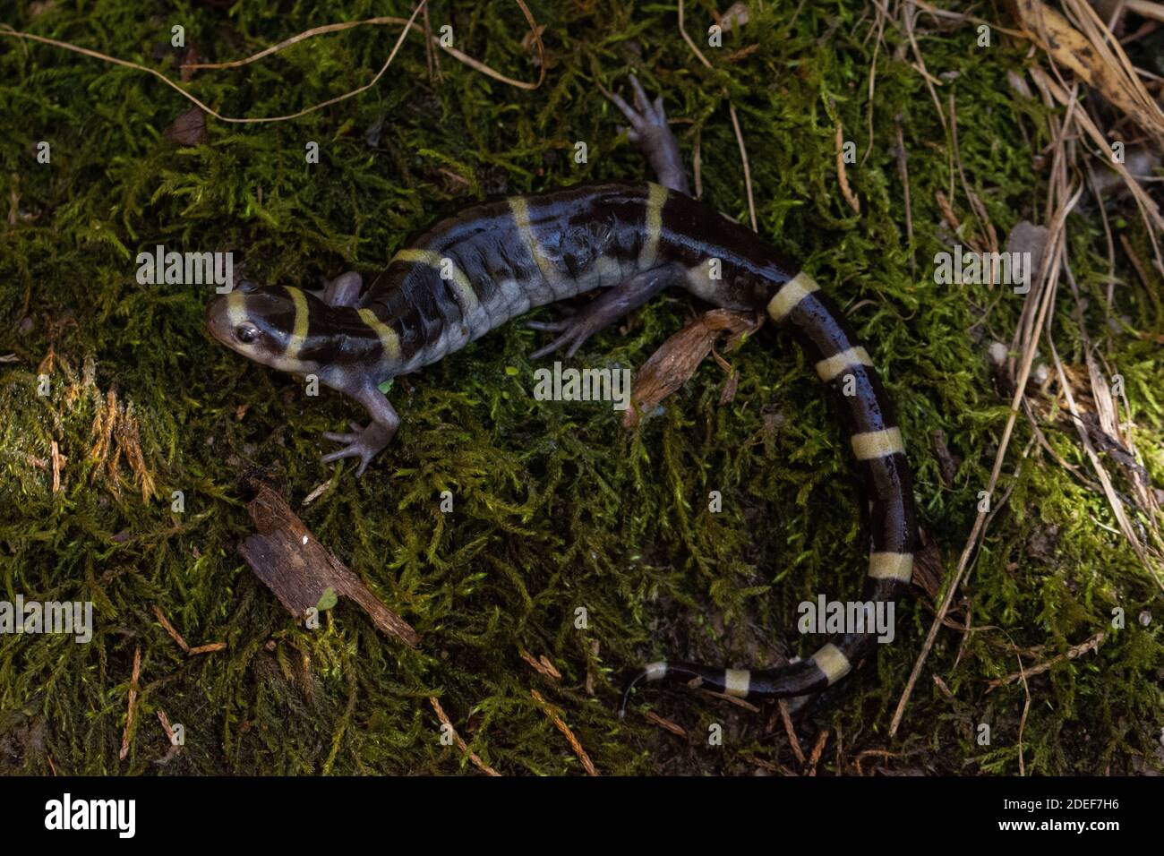 An adult male Ringed Salamander (Ambystoma annulatum) at a breeding ...