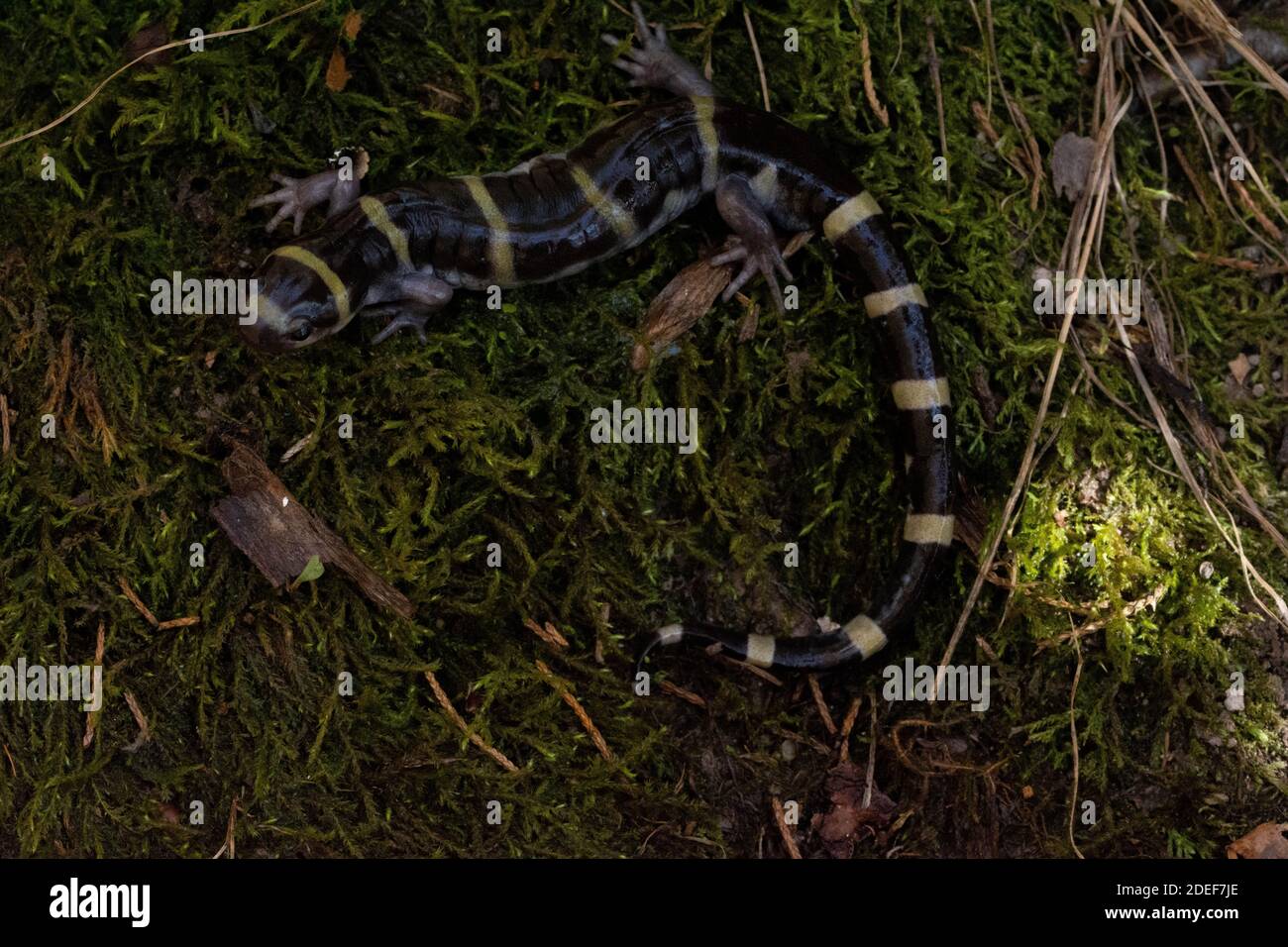 An adult male Ringed Salamander (Ambystoma annulatum) at a breeding ...