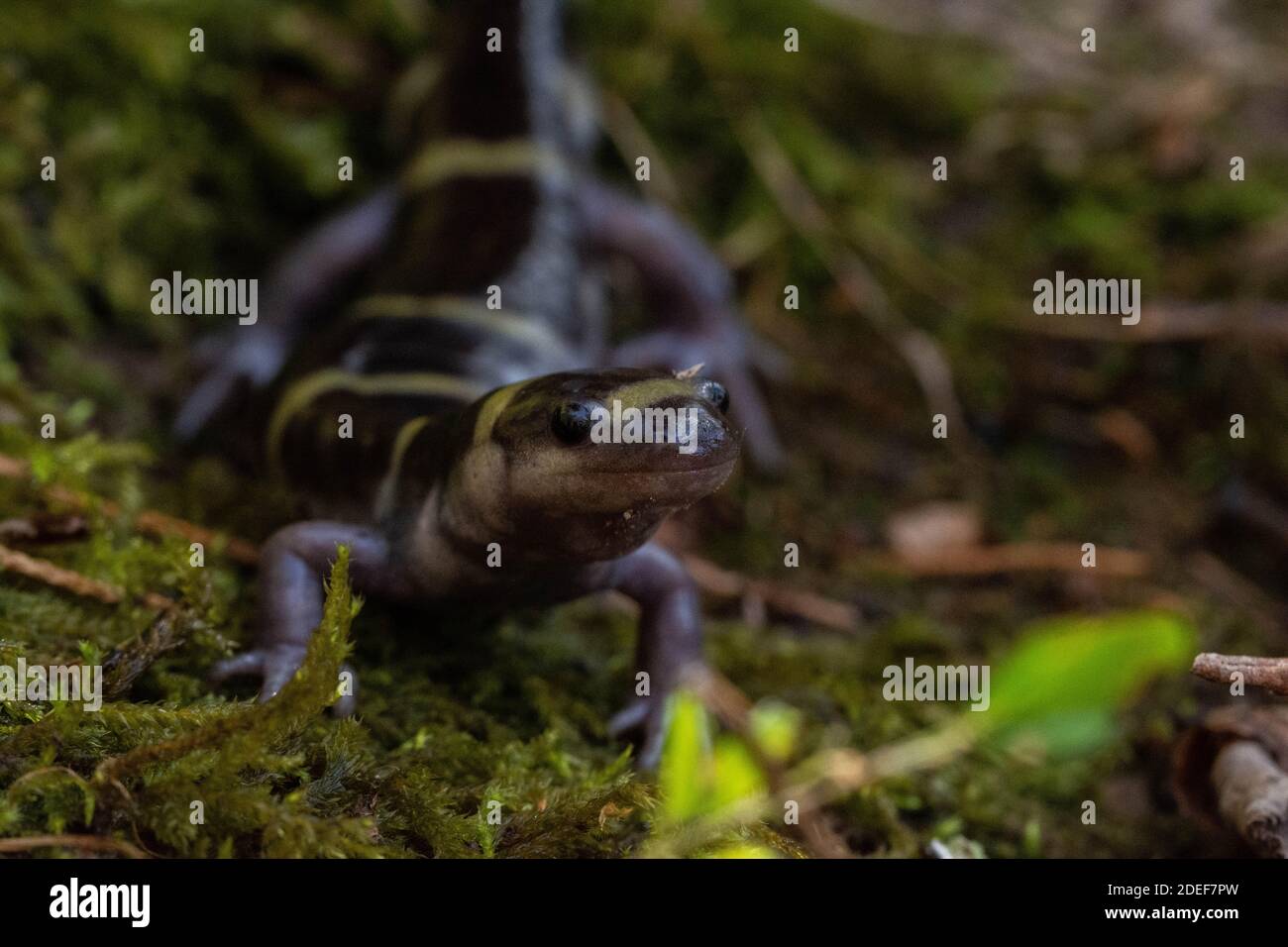 An adult male Ringed Salamander (Ambystoma annulatum) at a breeding ...