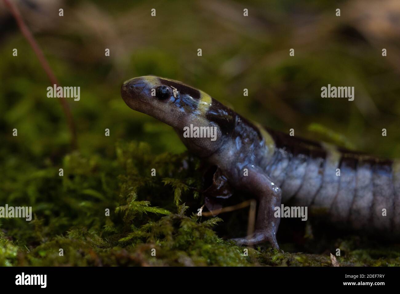 An adult male Ringed Salamander (Ambystoma annulatum) at a breeding ...