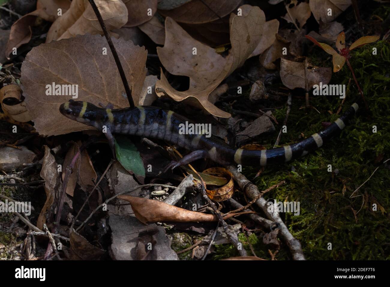 An adult male Ringed Salamander (Ambystoma annulatum) at a breeding ...