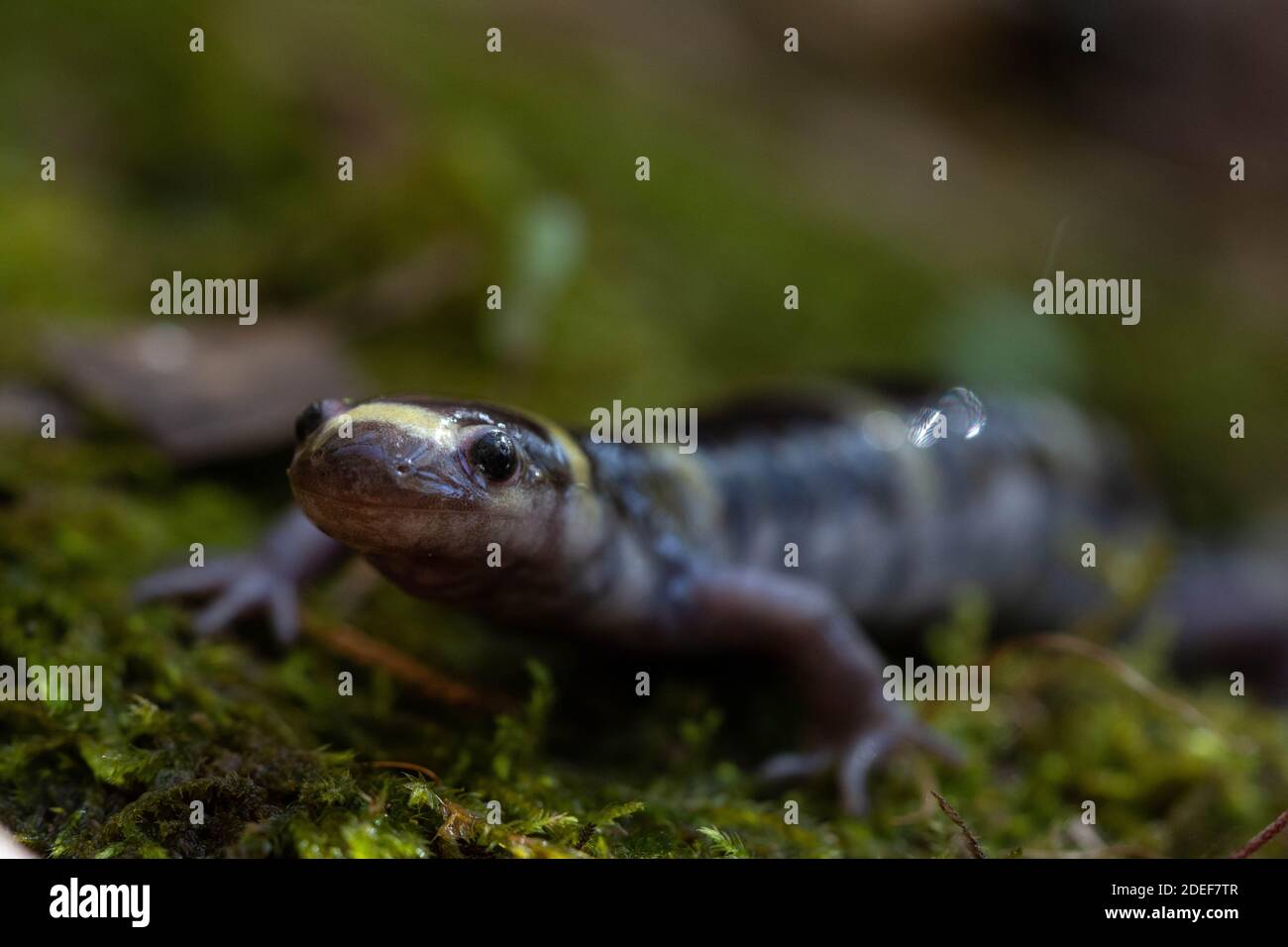 An adult male Ringed Salamander (Ambystoma annulatum) at a breeding ...