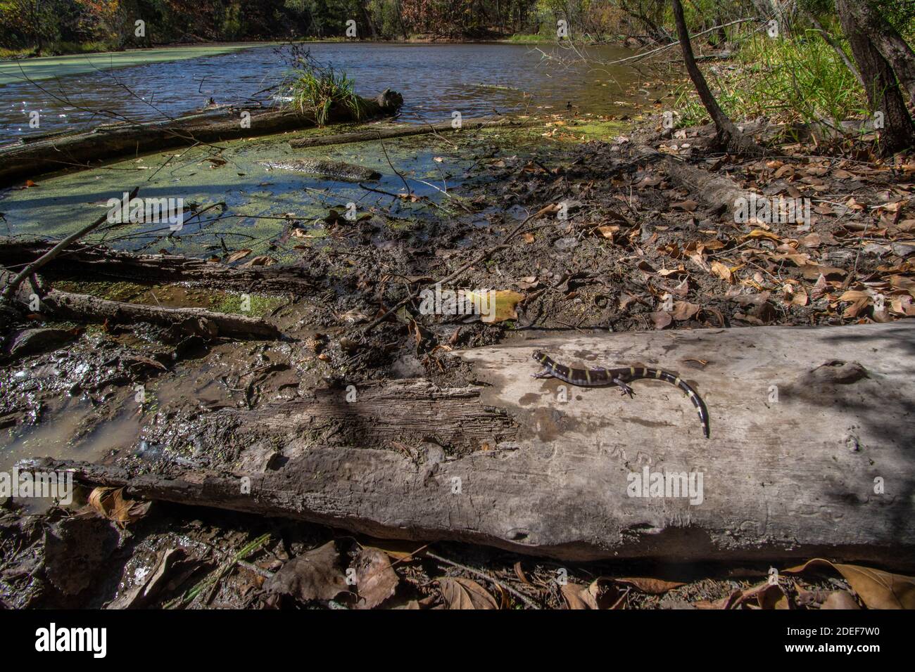 An adult male Ringed Salamander (Ambystoma annulatum) at a breeding ...