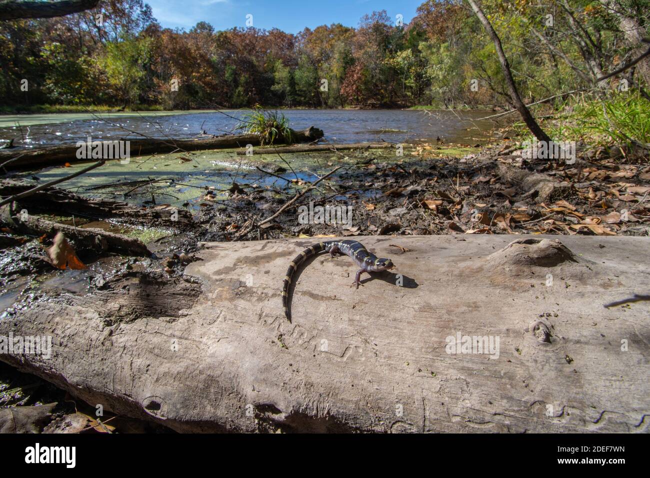 An adult male Ringed Salamander (Ambystoma annulatum) at a breeding ...