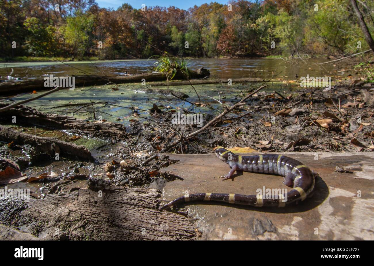 An adult male Ringed Salamander (Ambystoma annulatum) at a breeding ...