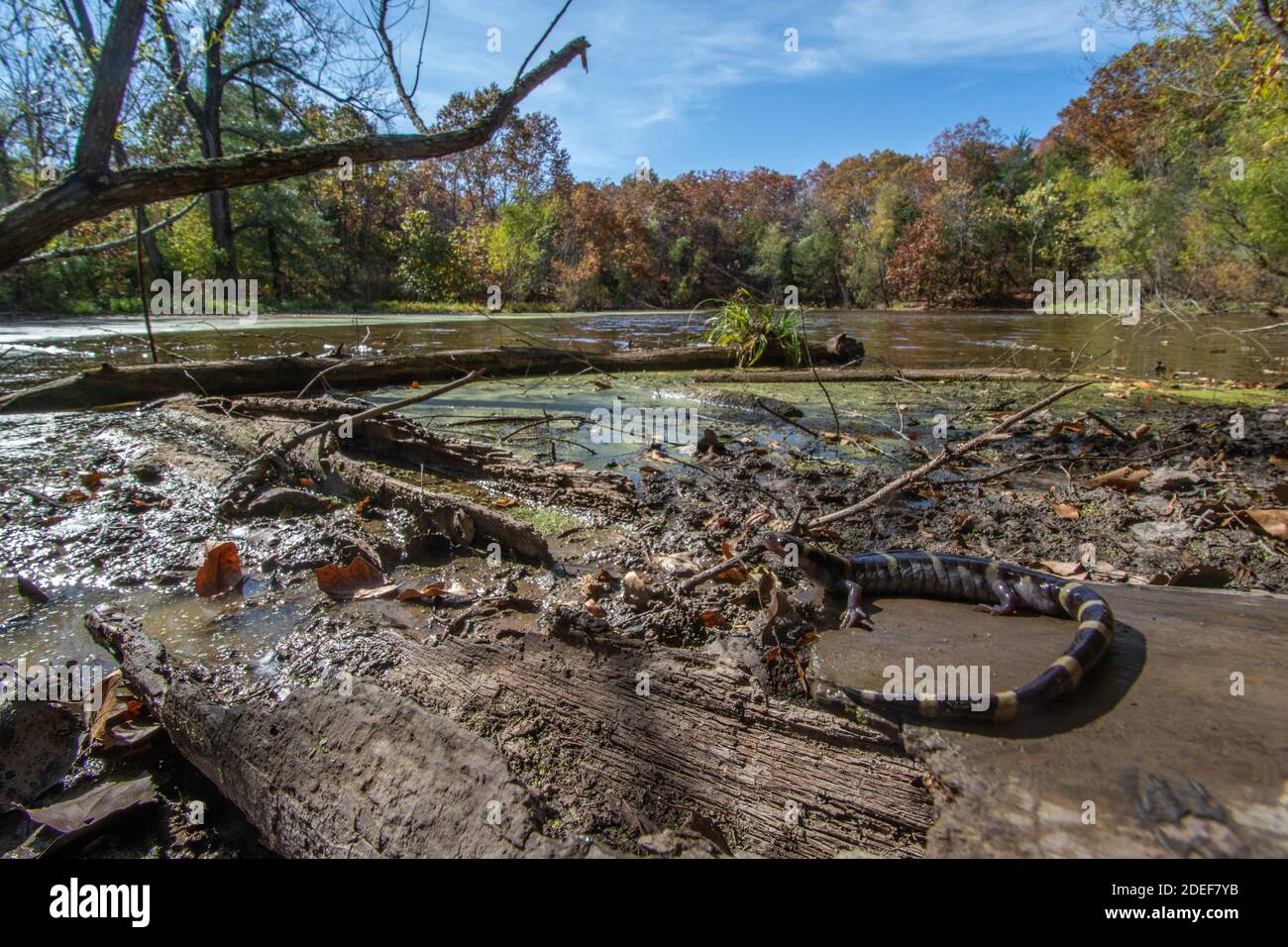 An adult male Ringed Salamander (Ambystoma annulatum) at a breeding ...