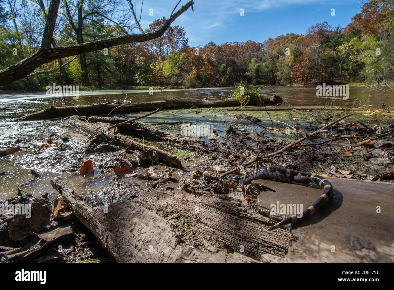 An adult male Ringed Salamander (Ambystoma annulatum) at a breeding ...