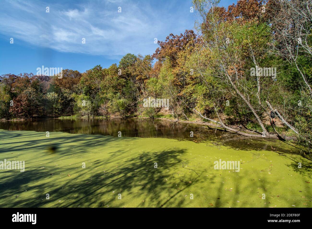 Breeding habitat of the Ringed Salamander (Ambystoma annulatum) in St ...