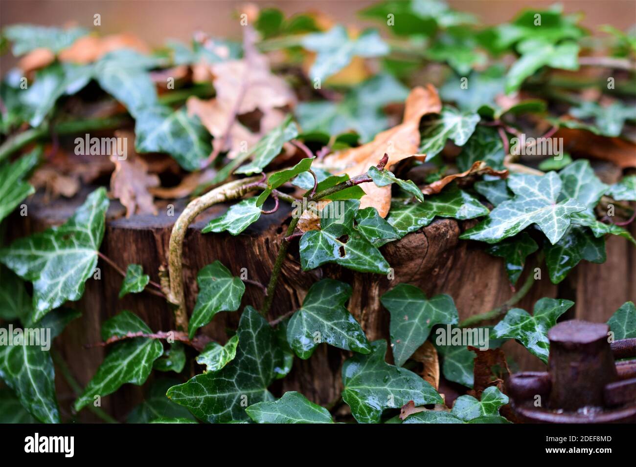 Ivy on pole hi-res stock photography and images - Alamy