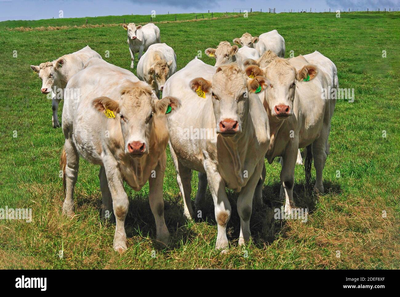 Pastures new zealand north island hi-res stock photography and images ...