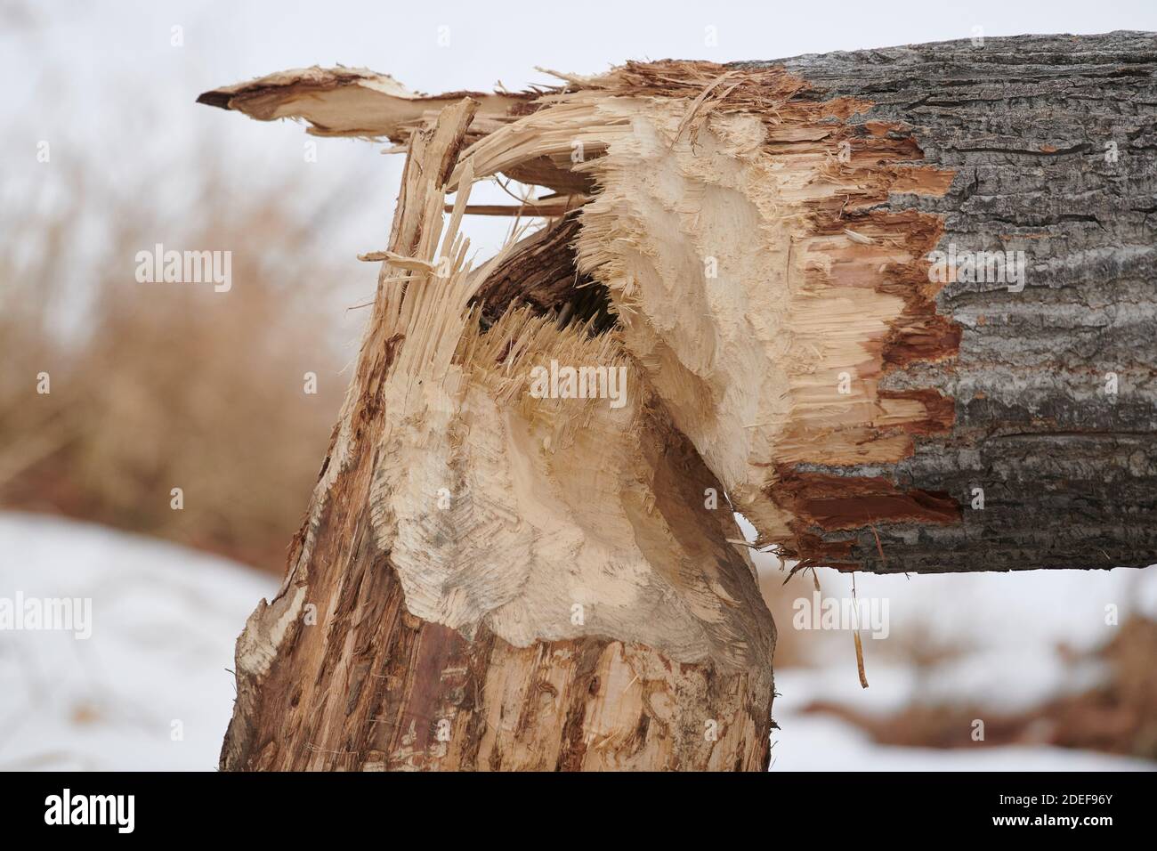 Stump beaver chewed tree hi-res stock photography and images - Alamy