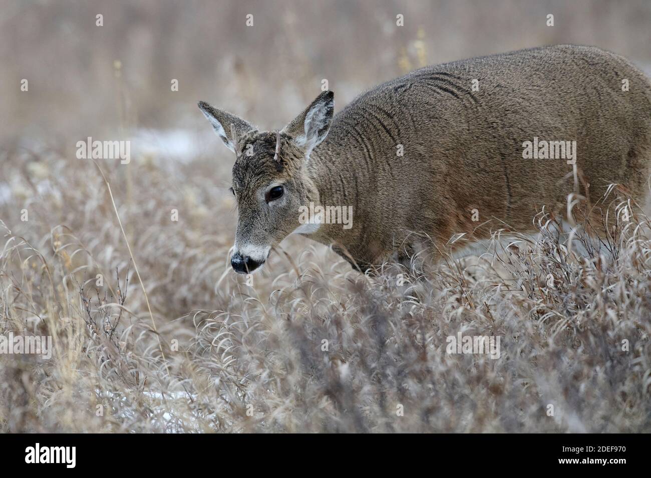 White-tailed deer (Odocoileus virginianus) yearling buck showing first ...
