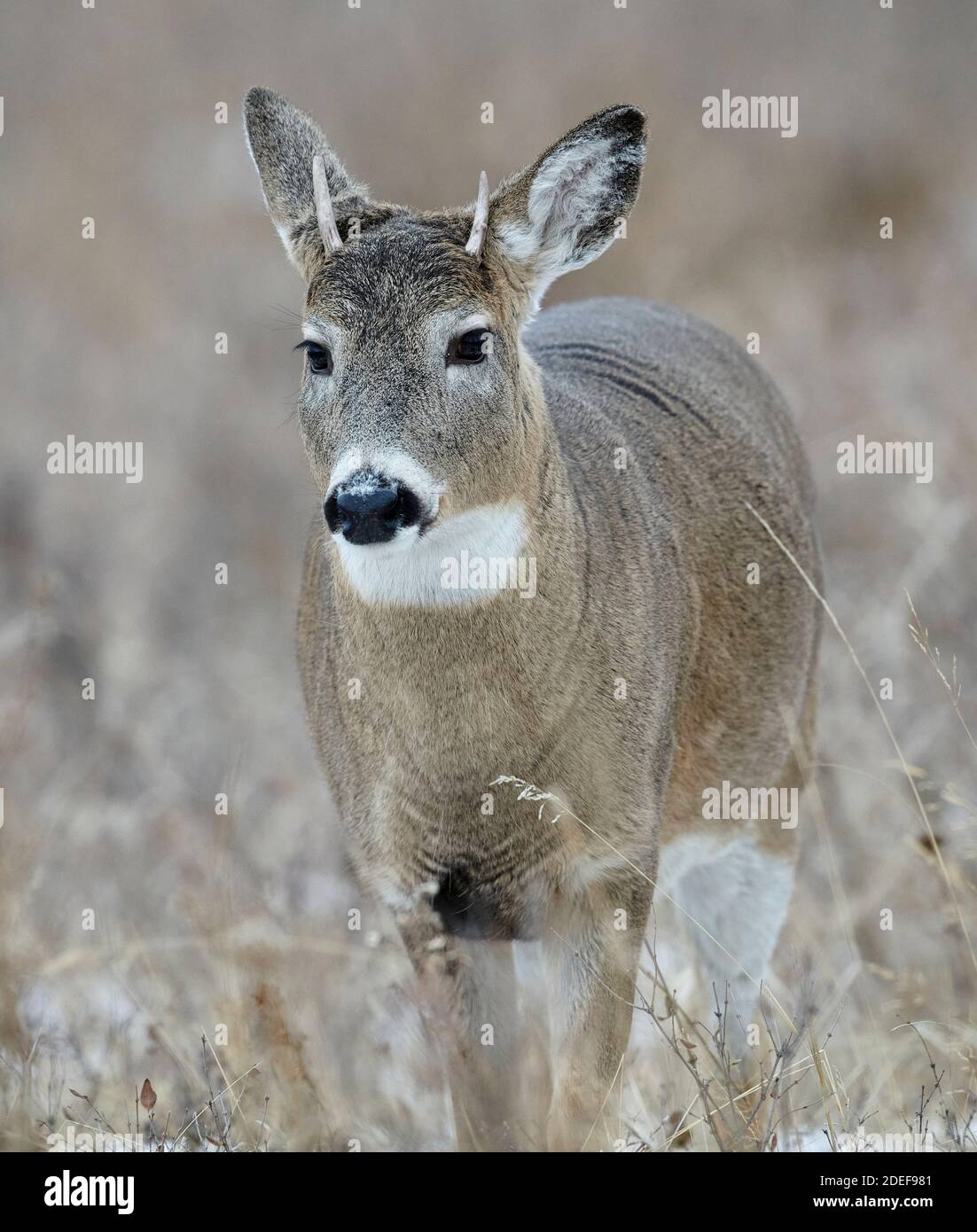 Yearling buck hi-res stock photography and images - Alamy