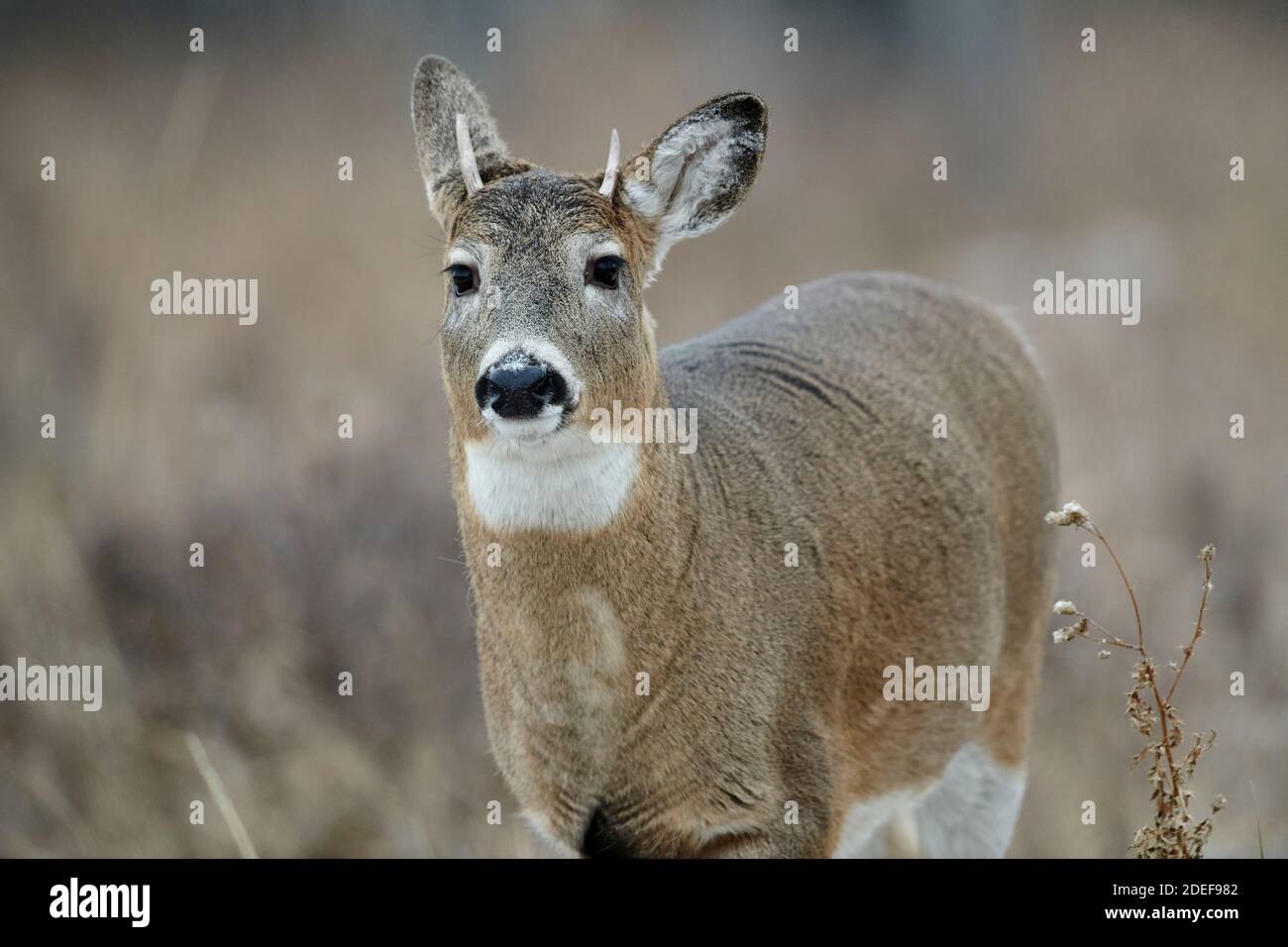 White-tailed deer (Odocoileus virginianus) yearling buck showing first ...