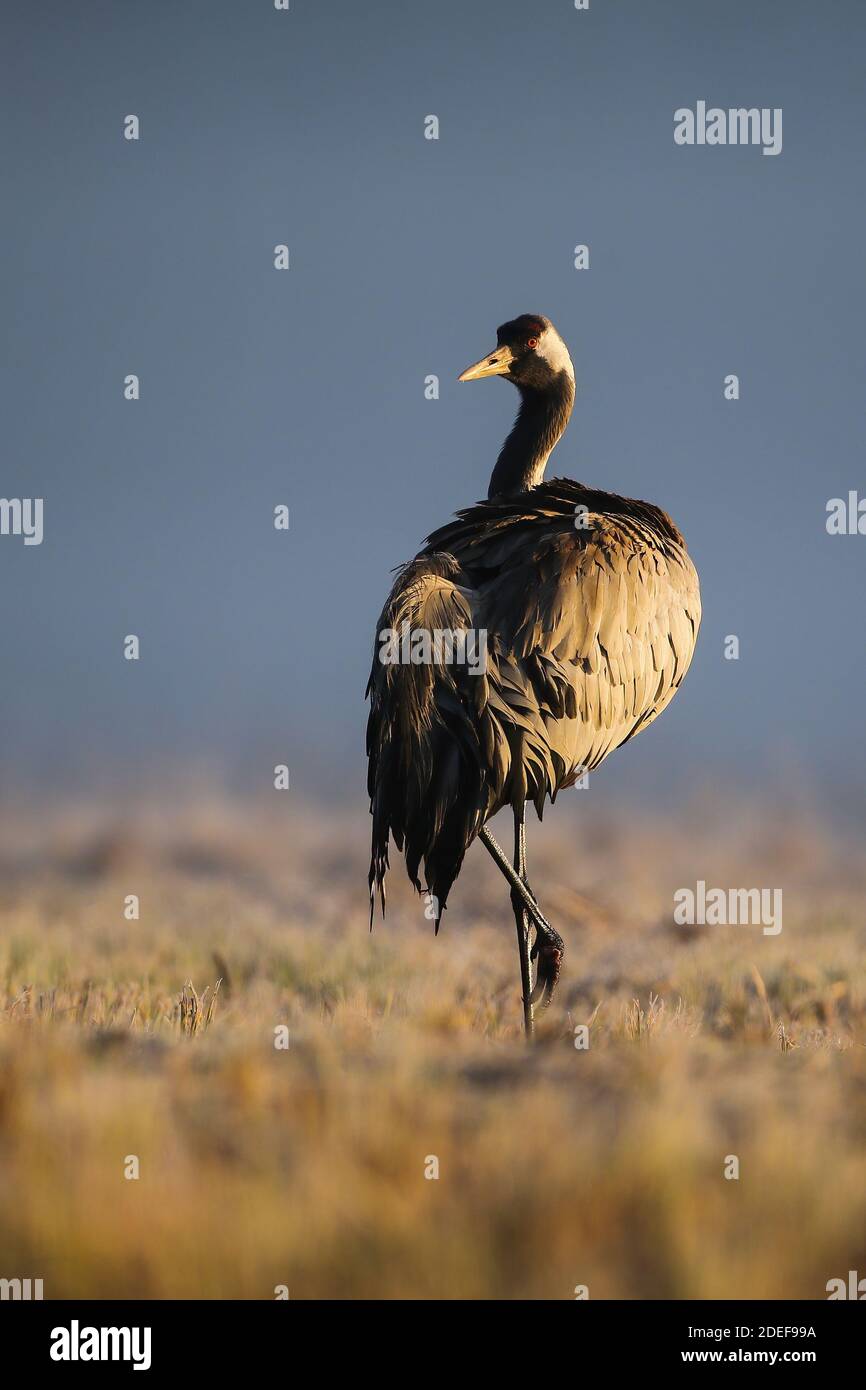 Crane standing on one leg hi-res stock photography and images - Alamy