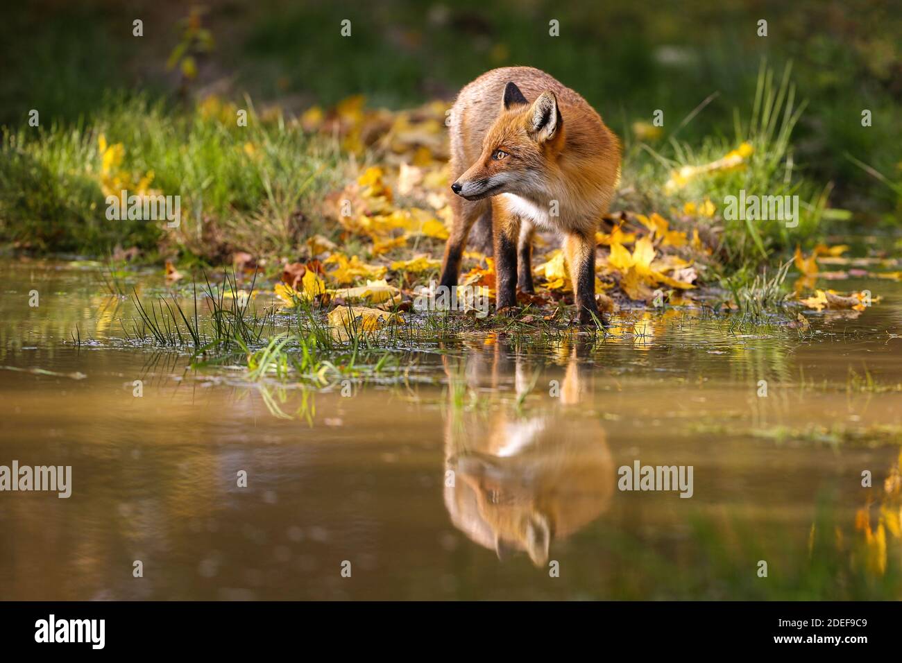 Red fox vulpes vulpes in marsh hi-res stock photography and images - Alamy