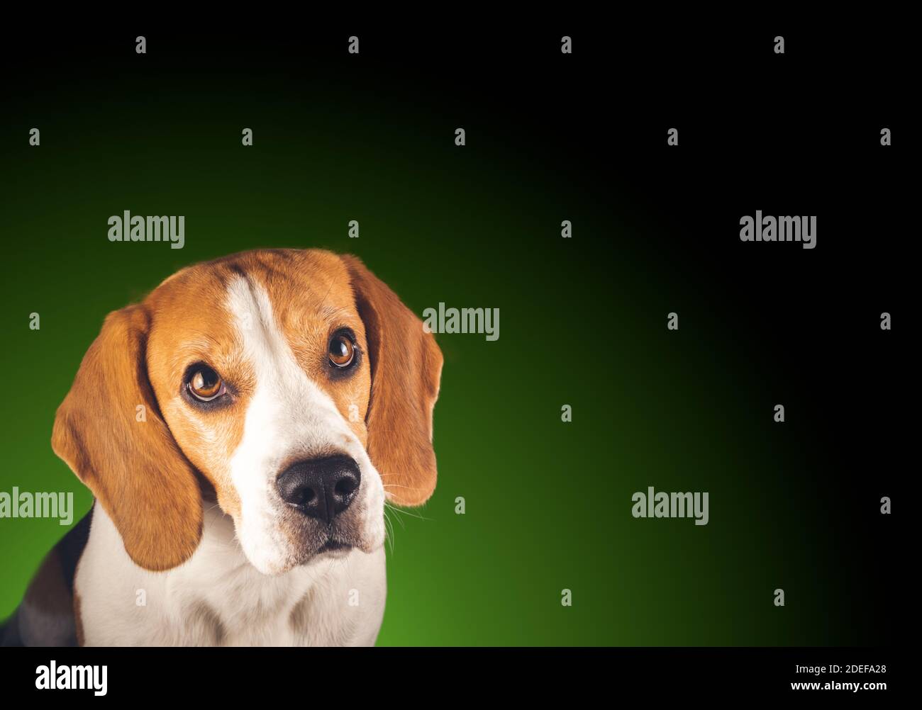 Beagle dog headshoot isolated on dark green background Stock Photo - Alamy