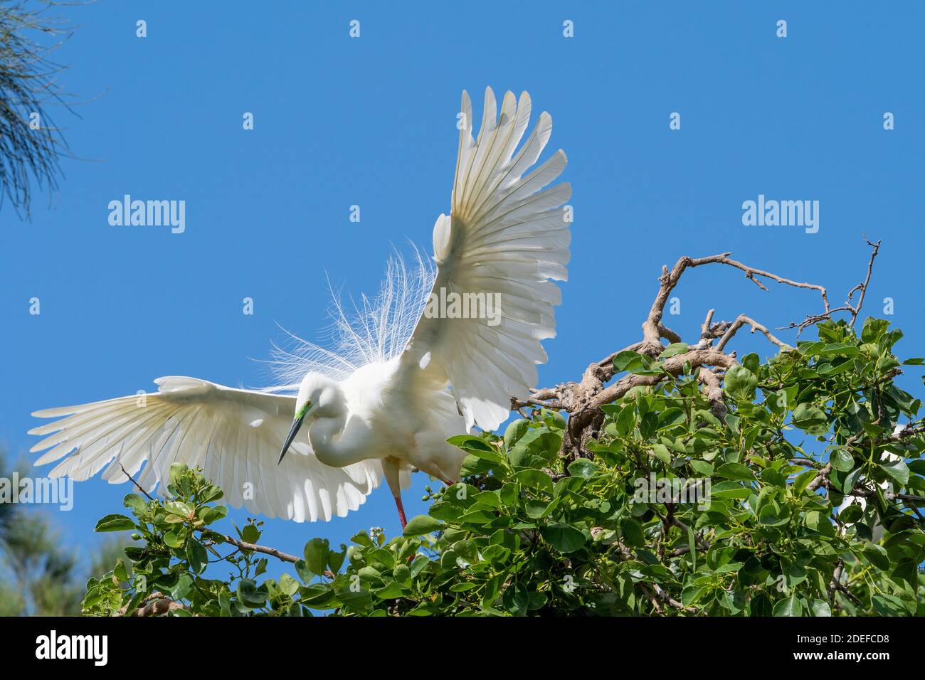 Australian egrets hi-res stock photography and images - Alamy