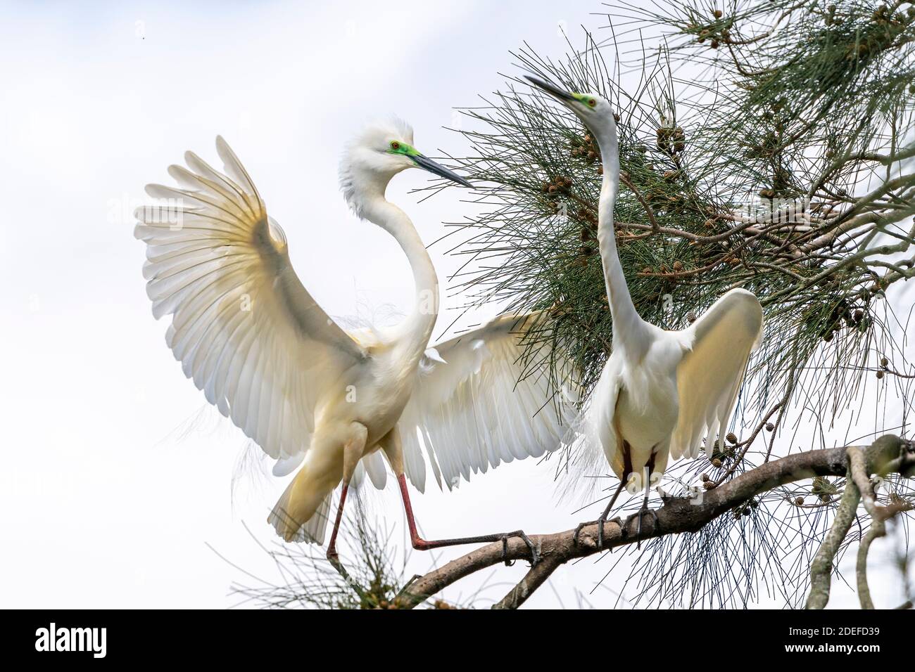 Eastern great egrets hi-res stock photography and images - Alamy