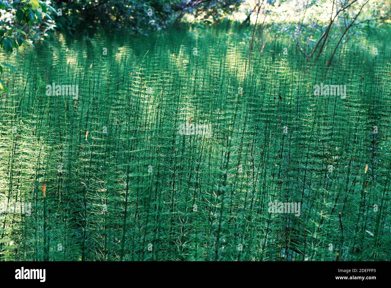 horsetail grows in a swamp, ancient primitive plant Stock Photo - Alamy