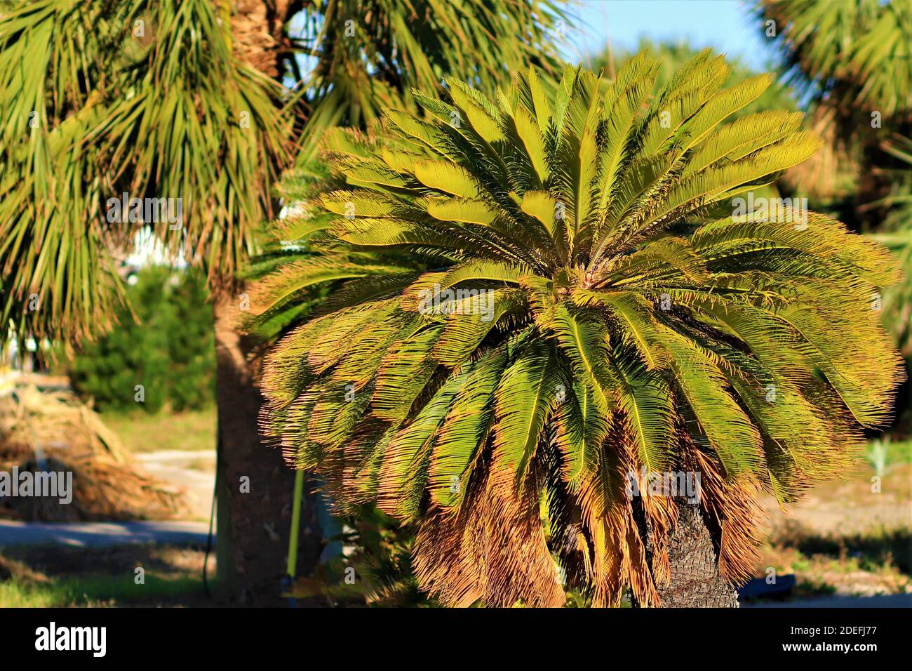 Rounded crown hi-res stock photography and images - Alamy