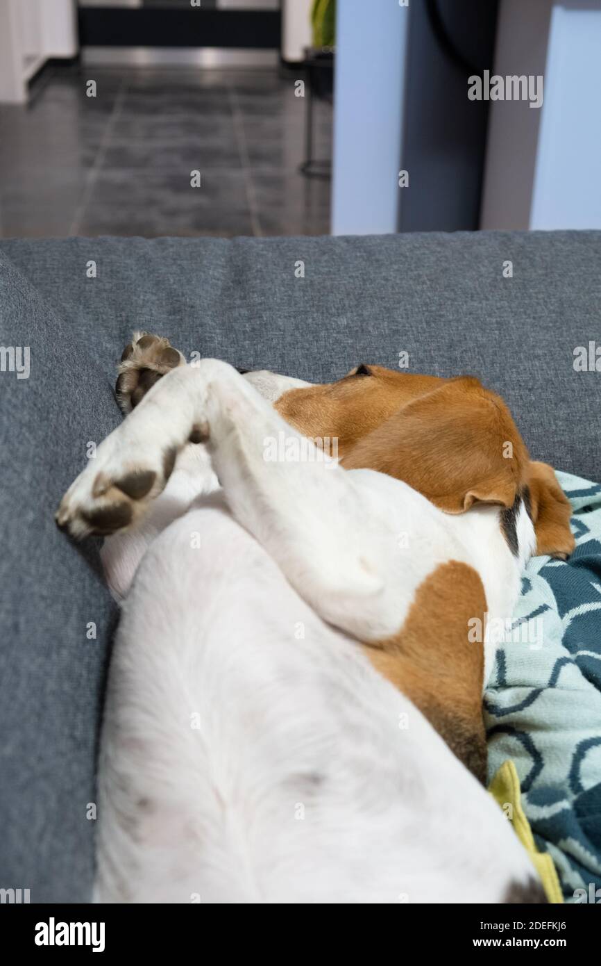 A beagle dog sleeping on couch in bright interior Stock Photo - Alamy