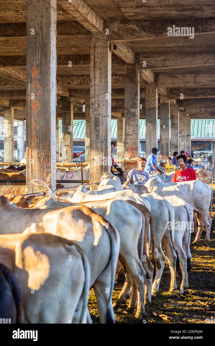 Early morning at the Padre Garcia Livestock Auction Market in Batangas ...