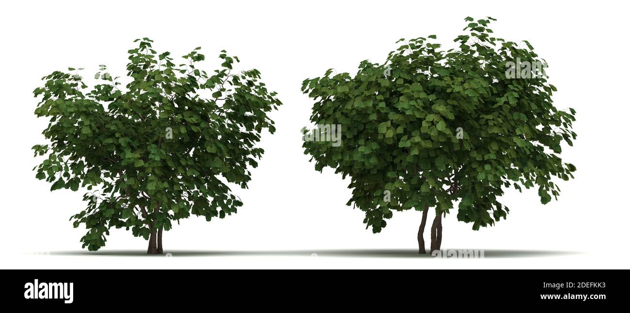 Corylus Avellana Tree isolated on white background Stock Photo - Alamy