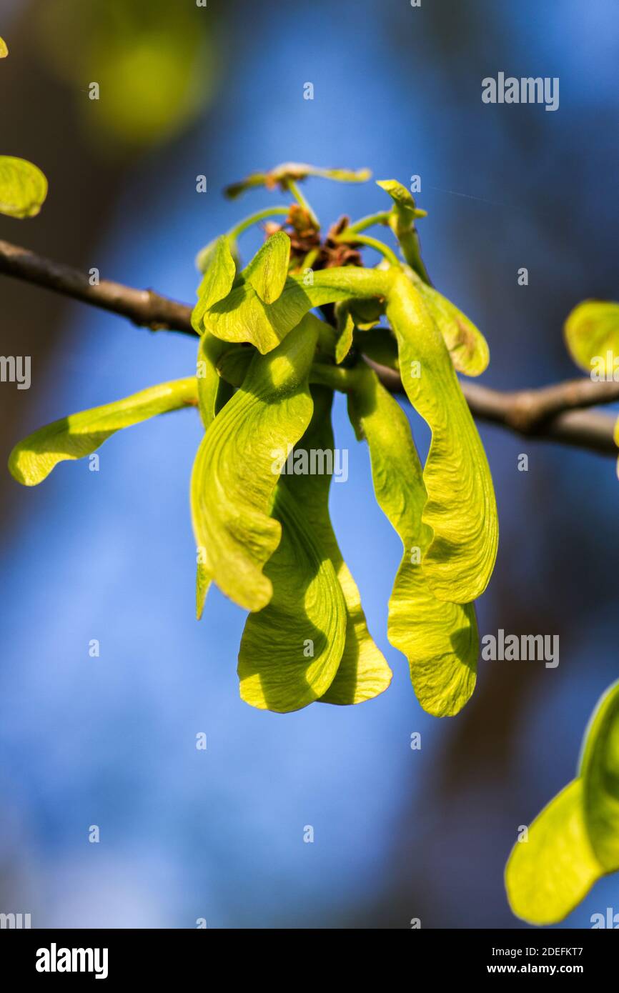 Maple seed hi-res stock photography and images - Alamy