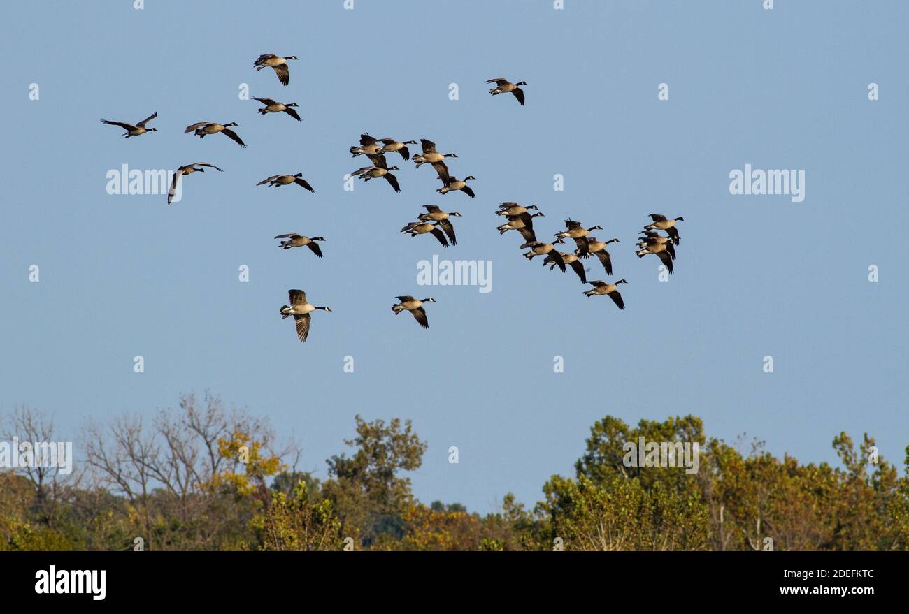 Geese flying migration hi-res stock photography and images - Alamy