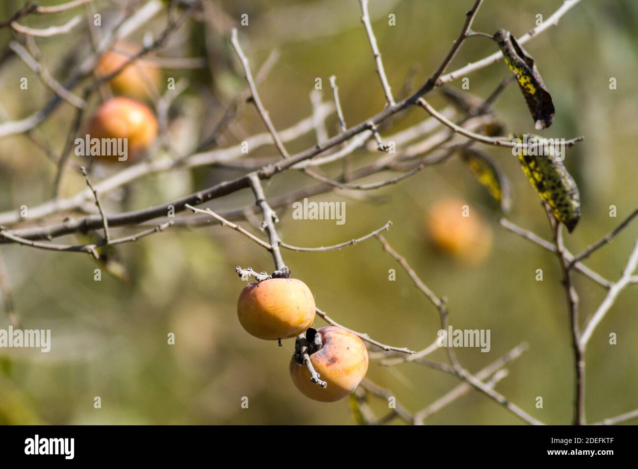 Persimmons on the tree Stock Photo - Alamy
