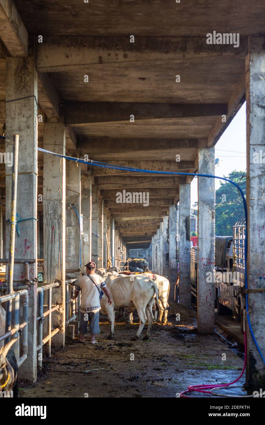 Early morning at the Padre Garcia Livestock Auction Market in Batangas ...
