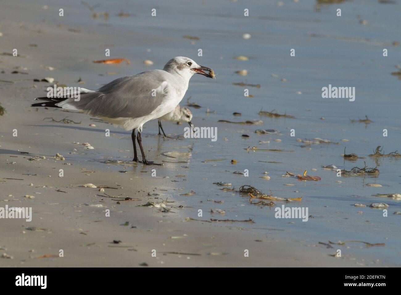 Laughing gull in Florida Stock Photo - Alamy