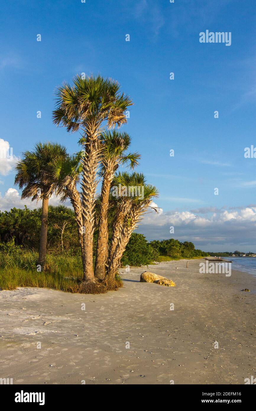 Seashore with trees hi-res stock photography and images - Alamy