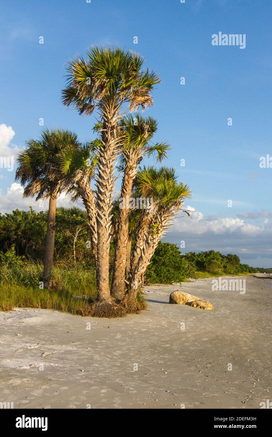 Bunche beach hi-res stock photography and images - Alamy