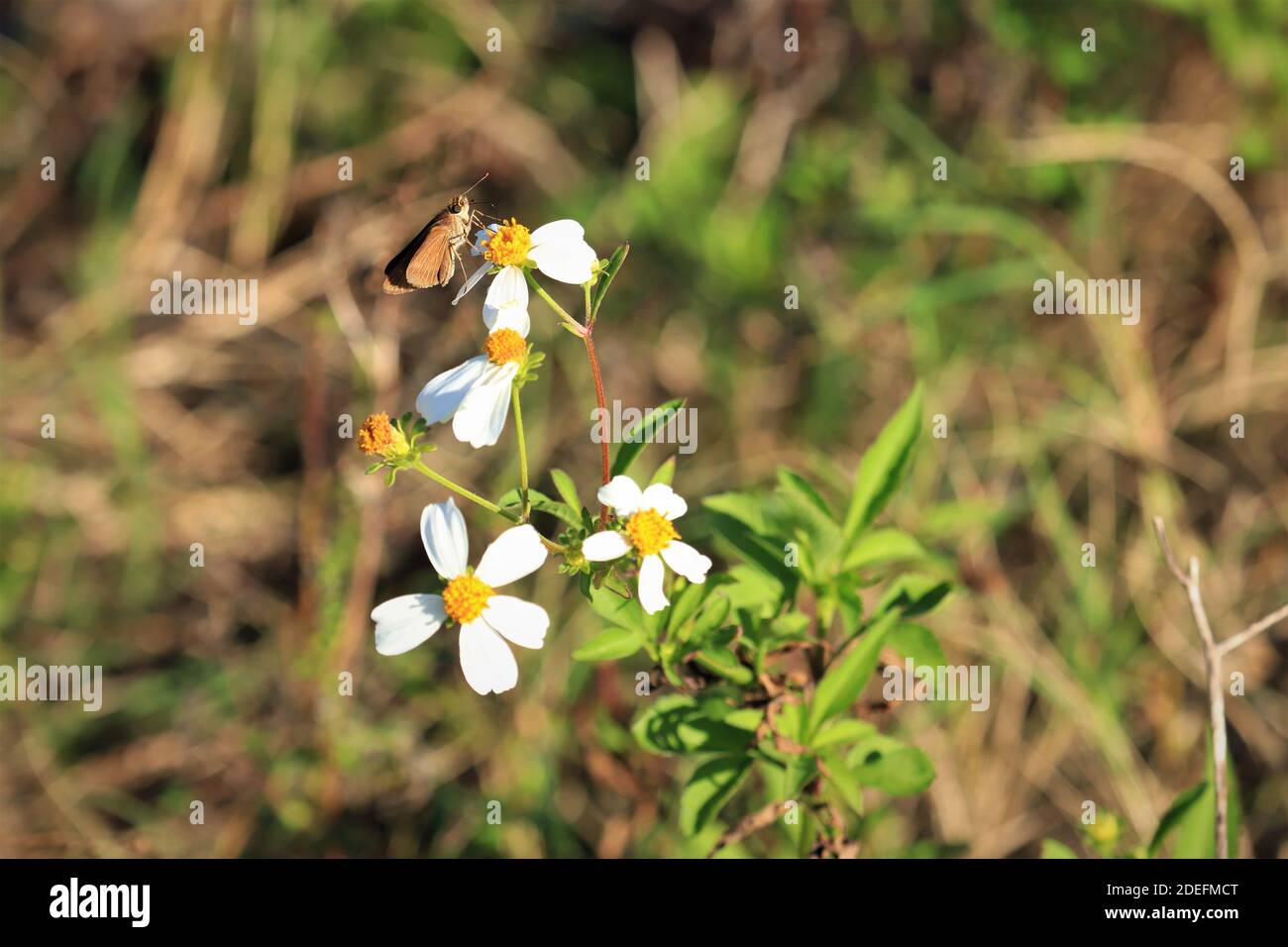 A butterfly perches on a flower, a gray hawk moth with a long proboscis ...