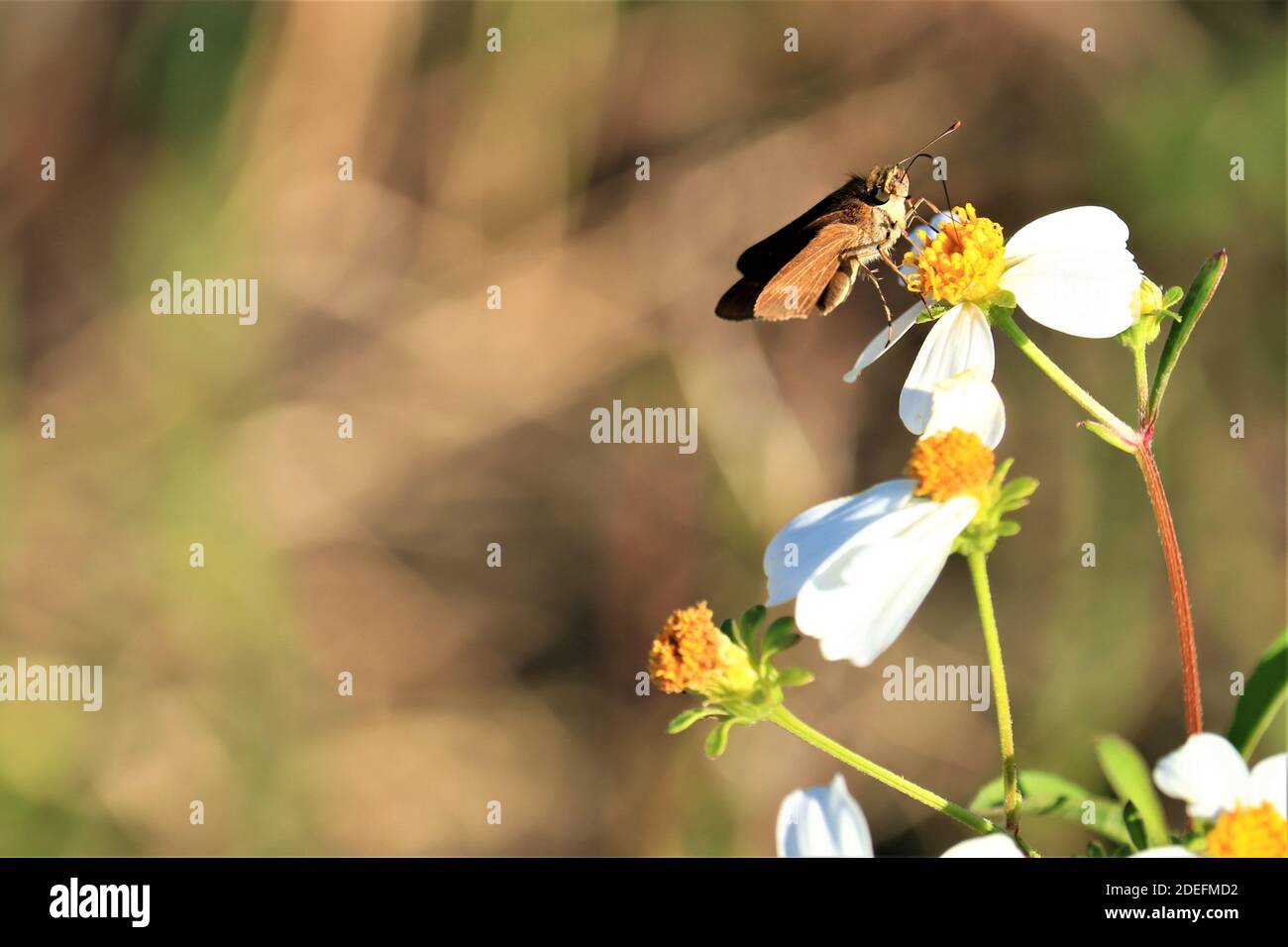 A butterfly perches on a flower, a gray hawk moth with a long proboscis ...
