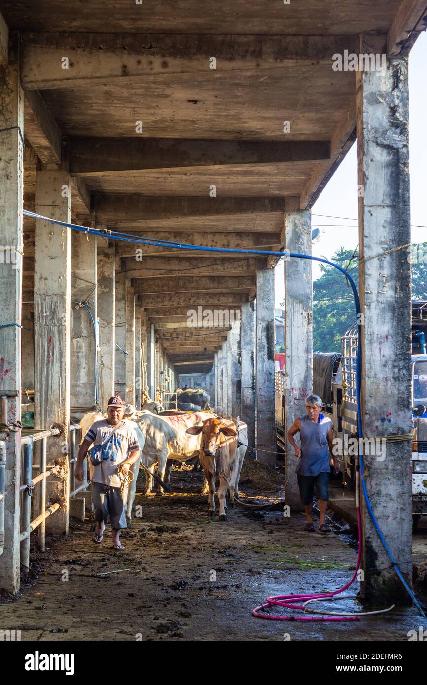 Early morning at the Padre Garcia Livestock Auction Market in Batangas ...