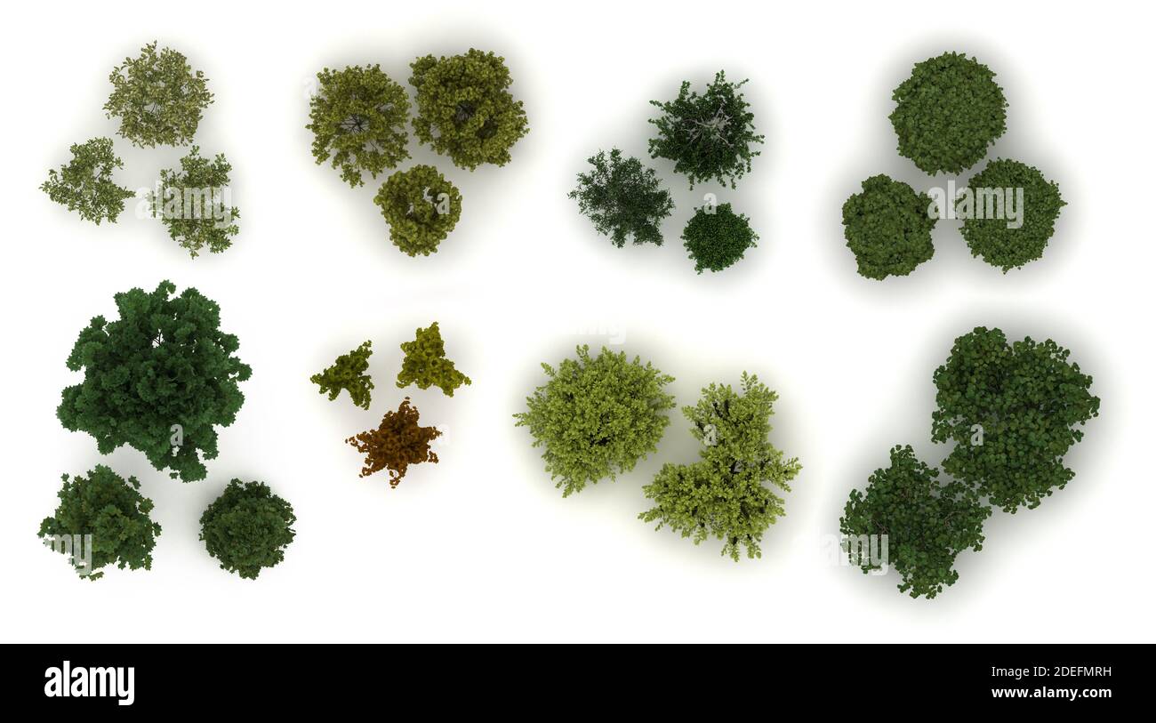 Various trees from top view on white background Stock Photo - Alamy