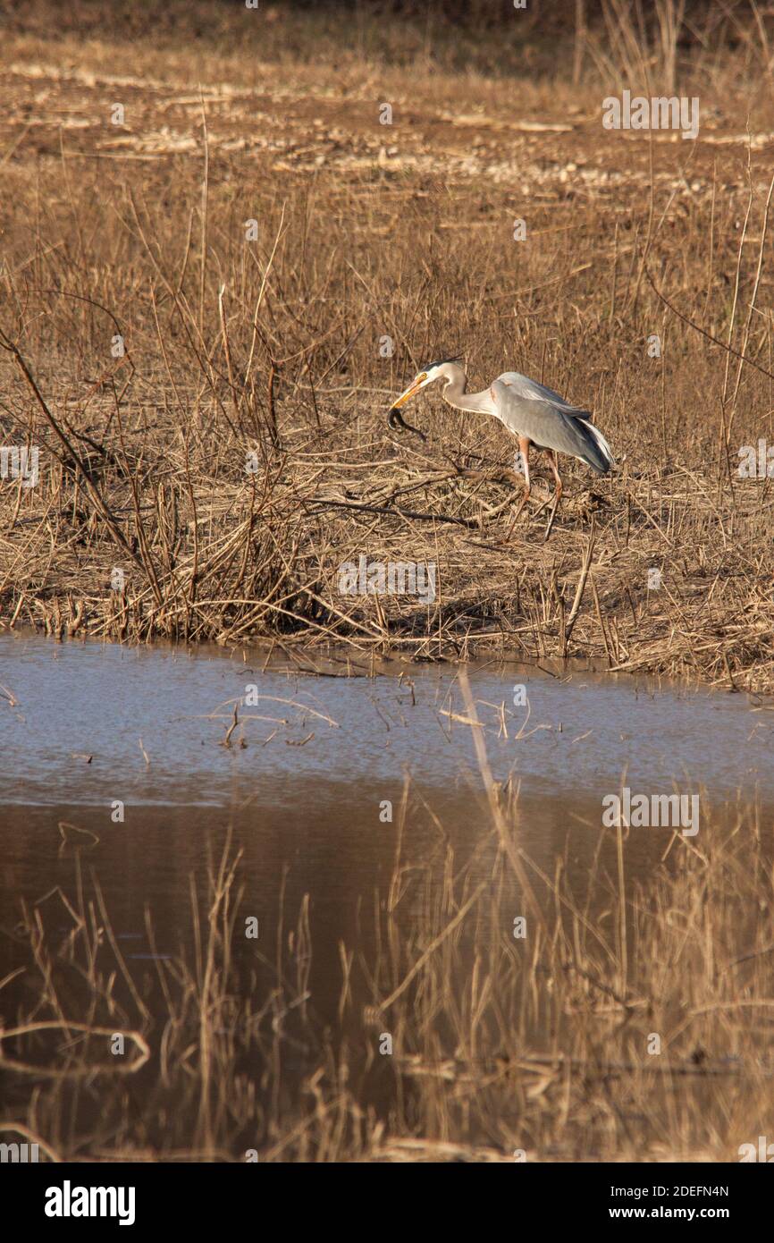 Great Blue Heron eating a snake Stock Photo - Alamy