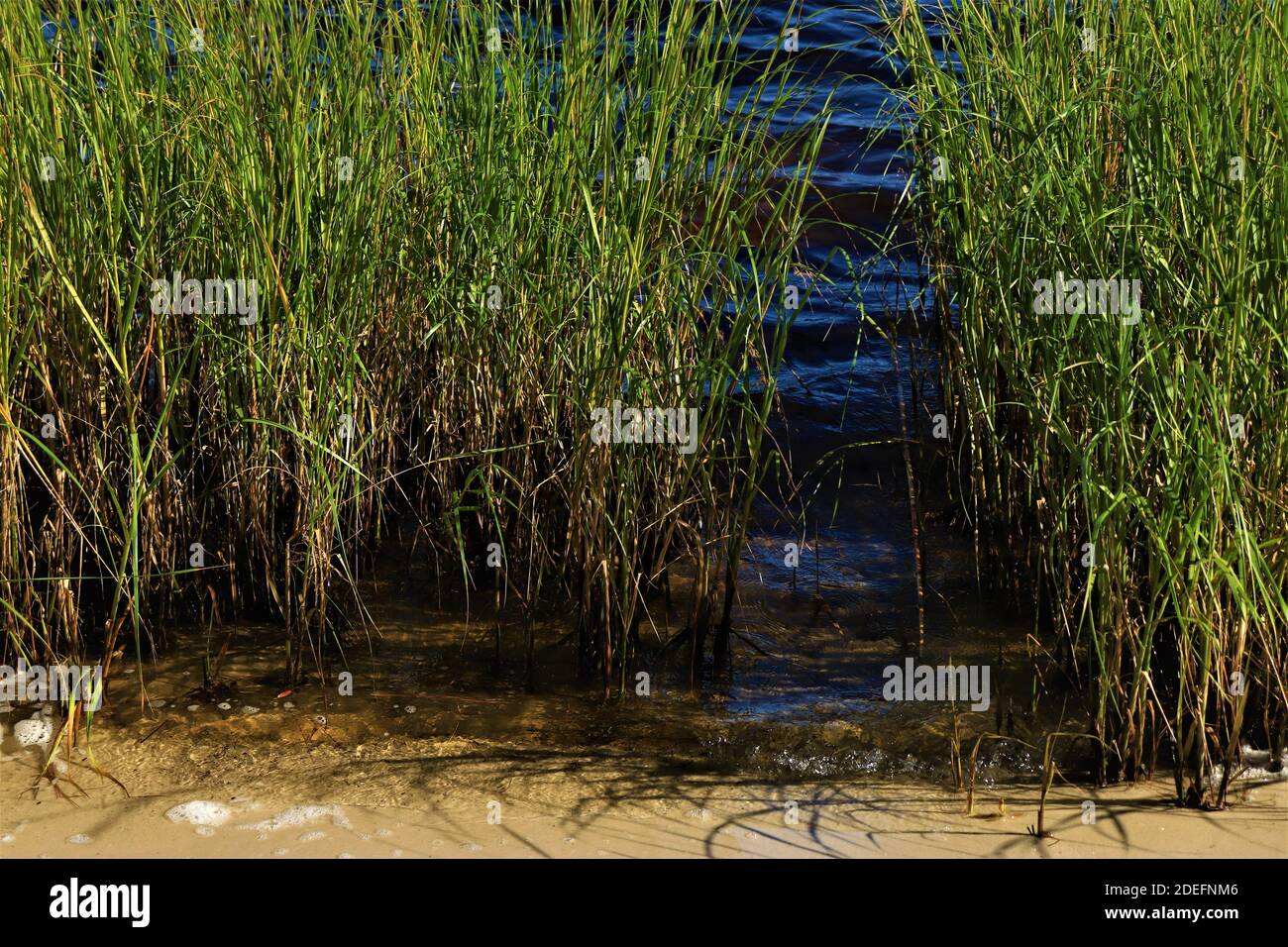 Ocean tall grass hi-res stock photography and images - Alamy