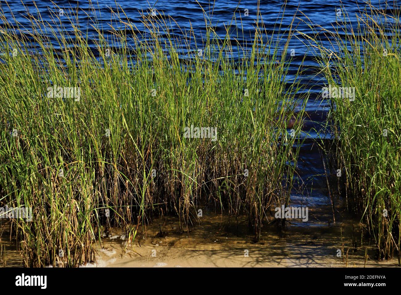 Grass that grows by the ocean hi-res stock photography and images - Alamy