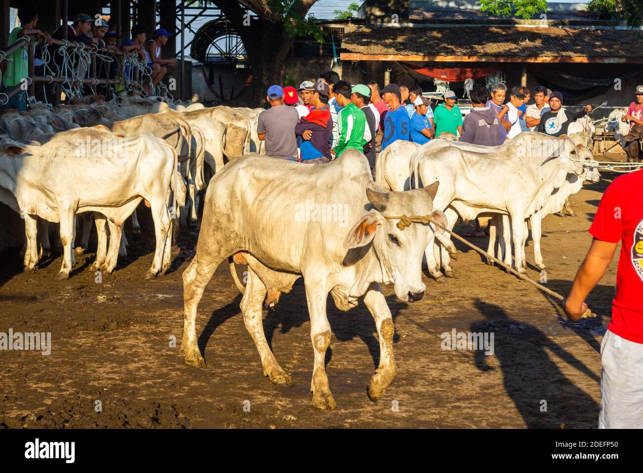 Early morning at the Padre Garcia Livestock Auction Market in Batangas ...