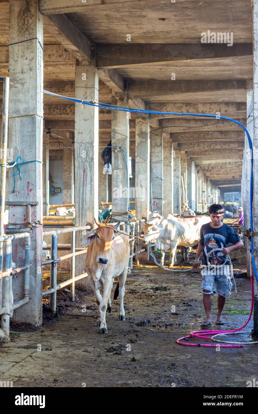 Early morning at the Padre Garcia Livestock Auction Market in Batangas ...