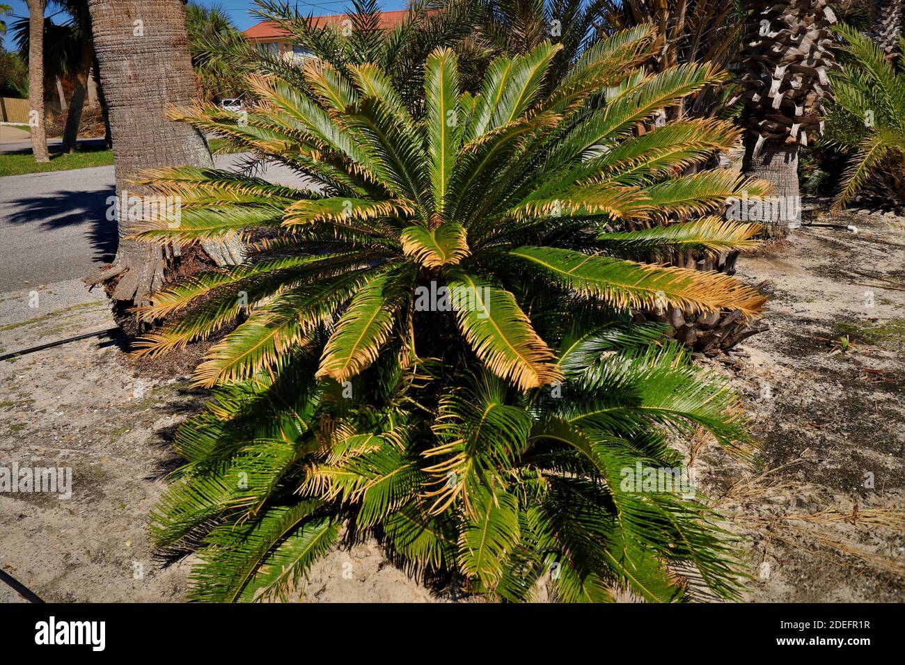 Rounded crown hi-res stock photography and images - Alamy