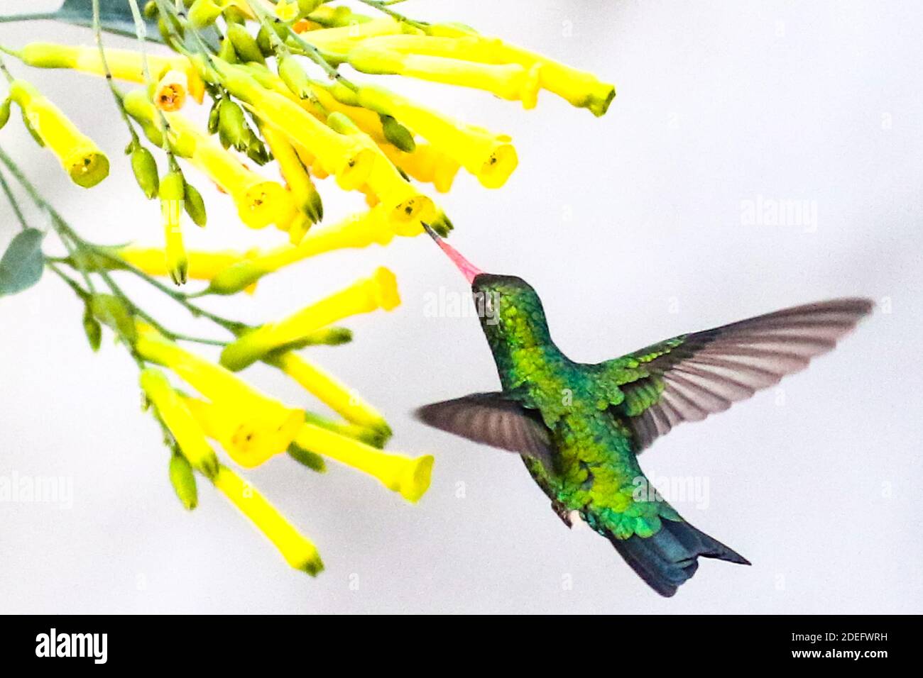 Fauna amarilla hi-res stock photography and images - Alamy