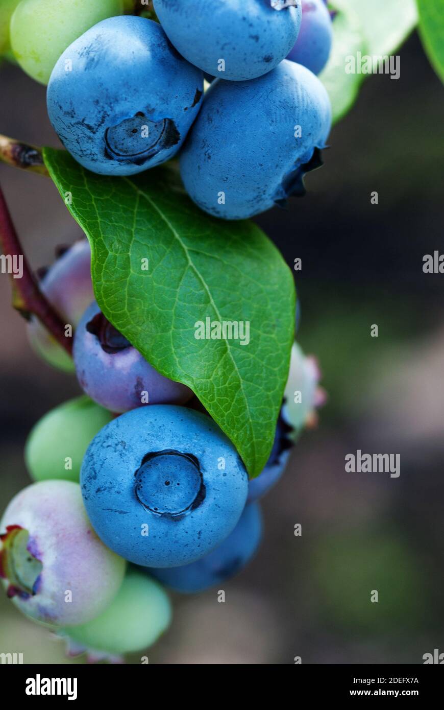 Rabbiteye blueberries hi-res stock photography and images - Alamy
