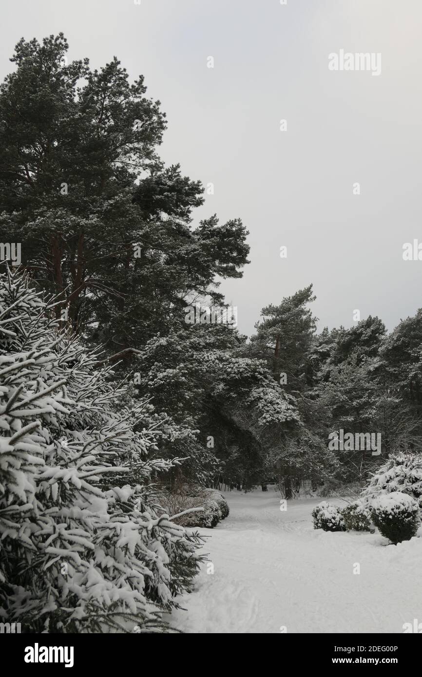 Snow covered coniferous trees in the background of mixed trees and ...