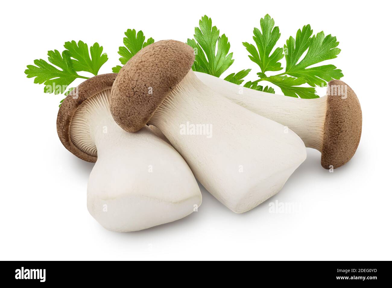 King Oyster mushroom or Eringi isolated on white background with ...